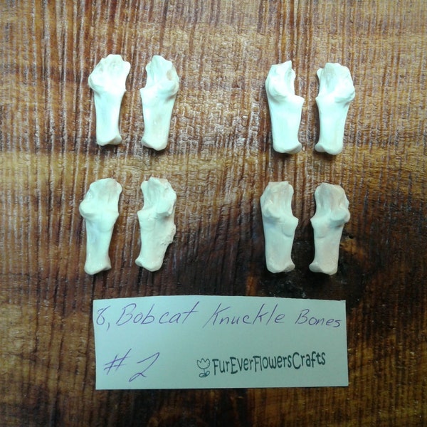 Real Knuckle Bones - Etsy