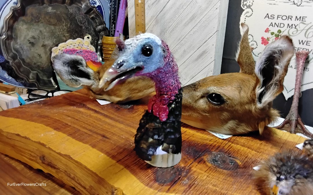 Wild Turkey Head/mummified Turkey Head With Artificial Eye's/real - Etsy