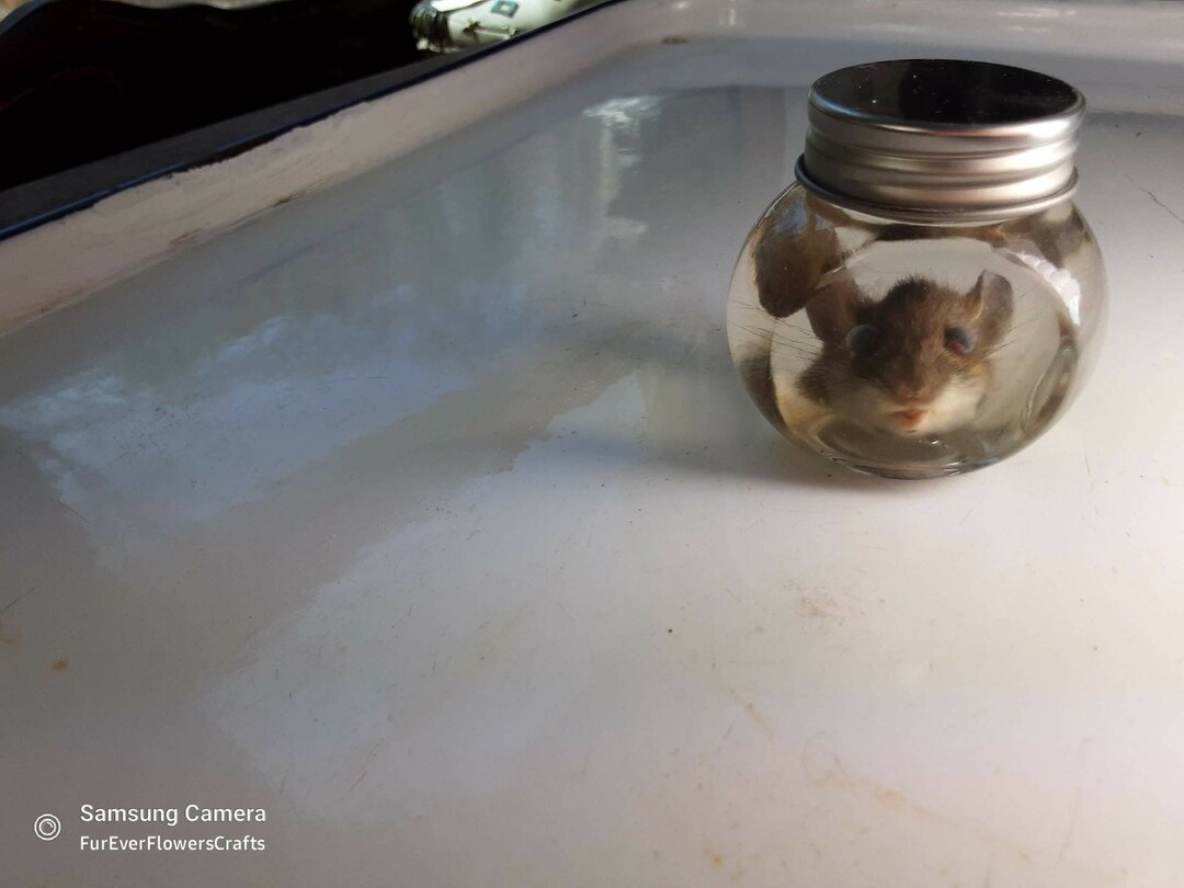 Wet Mouse Head/wild Field Mouse/real/wet Specimen/glass Jar/ - Etsy