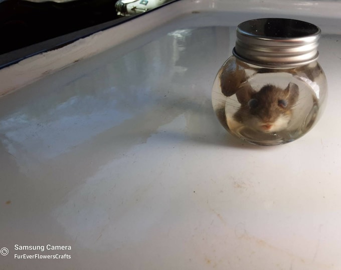Wet Mouse Head/wild Field Mouse/real/wet Specimen/glass Jar/ - Etsy