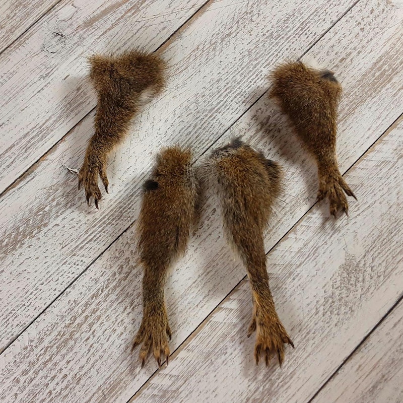 Squirrel Feet - Etsy