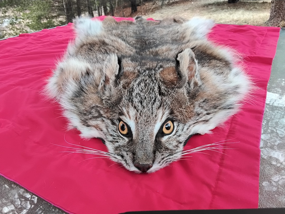 Real Bobcat Pelt With Glass Eye's/x Large Bobcat Pelt/tanned Pelt/real ...