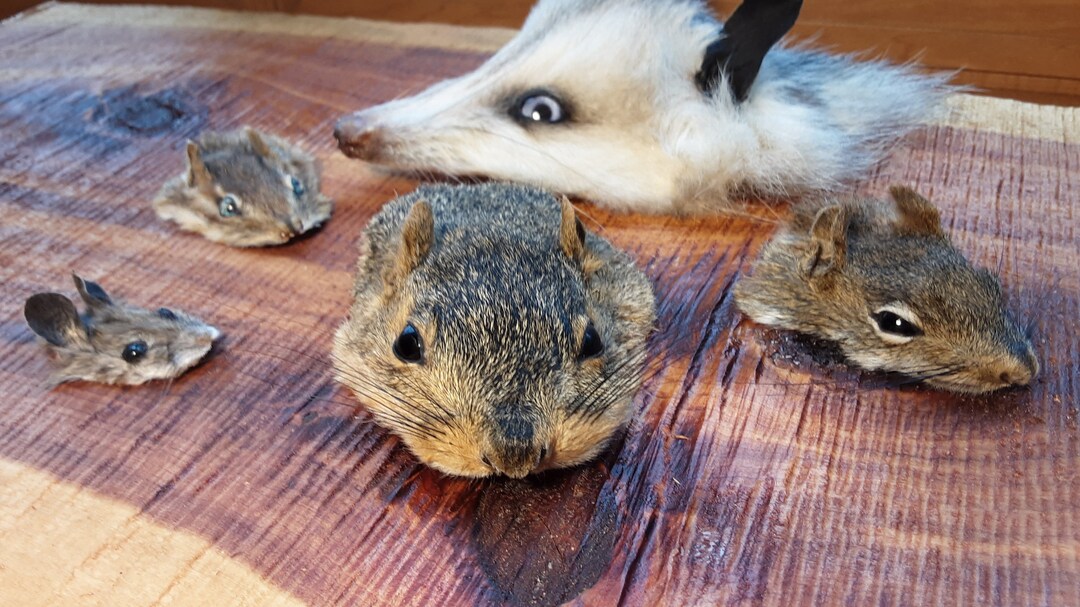 Fox Squirrel Face Pelt With Glass Eyes/tanned Animal Face Pelts/real ...