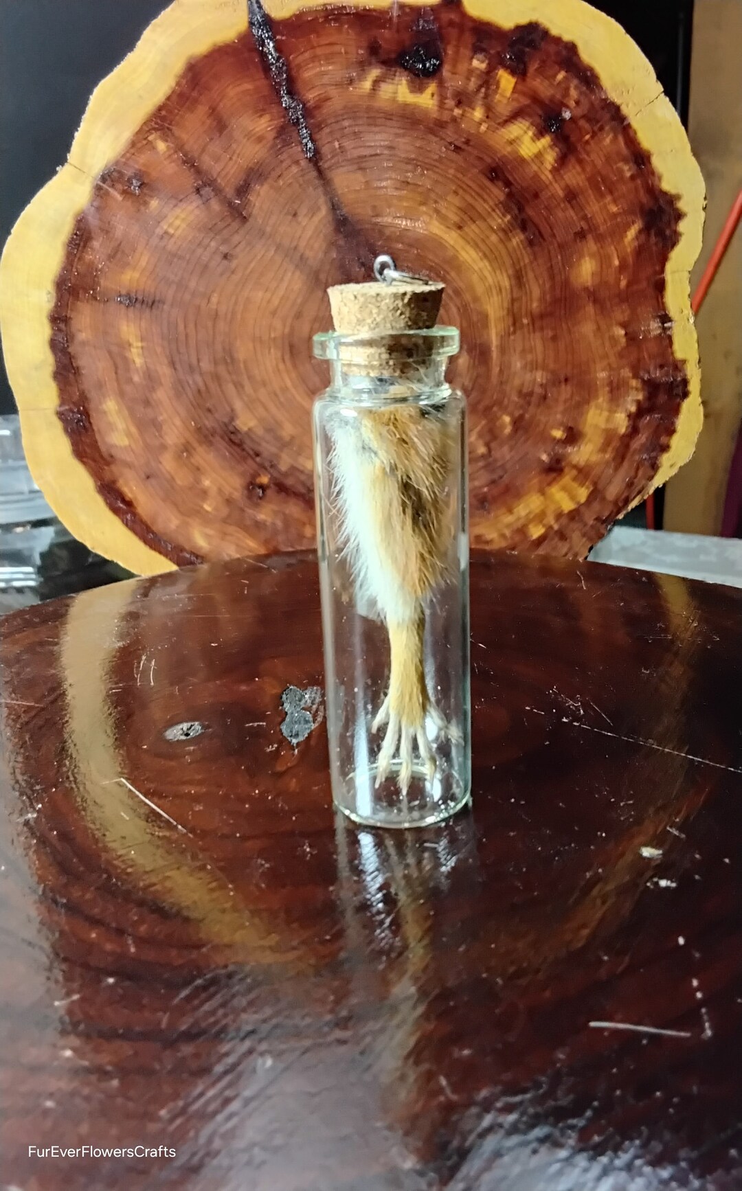 Chipmunk Paw in Vial/real/chipmunk Foot/feet - Etsy