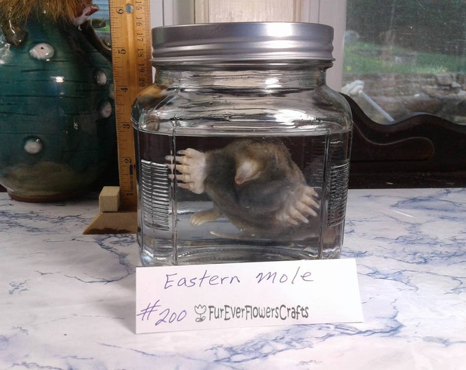 Wet Eastern Mole/wet Specimen/glass Jar - Etsy