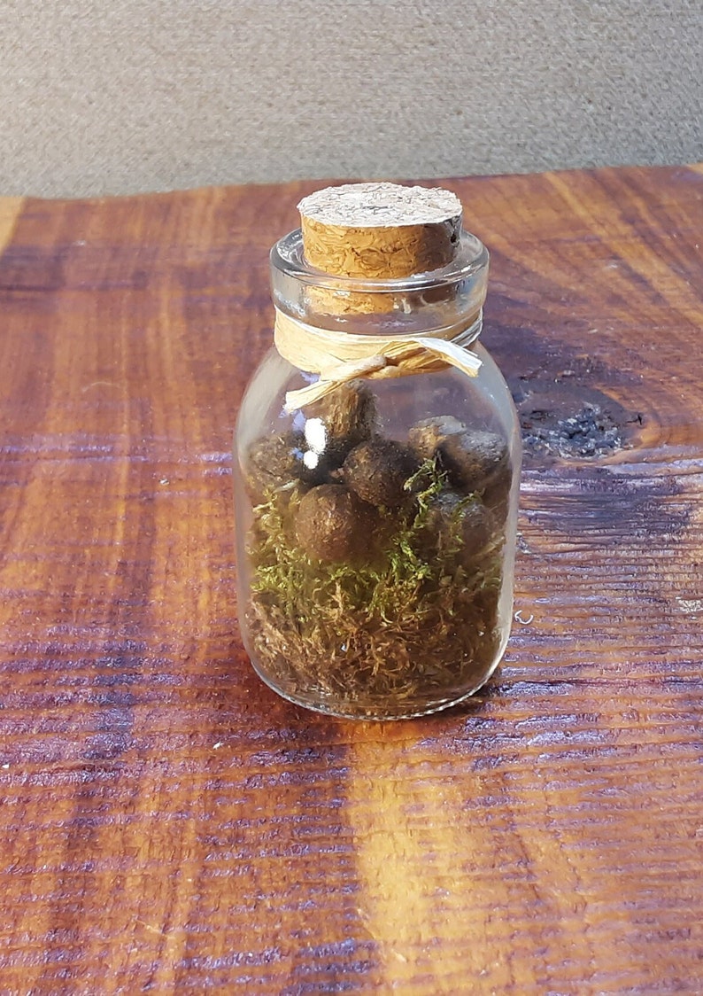 Deer Poop in a Bottle/vial of Deer Poop Pellets and Real Moss/mystery ...