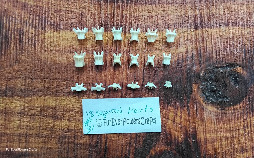 Squirrel Bones/18 Pack/vertebrae Bones/animal Bones/real Bone/craft ...