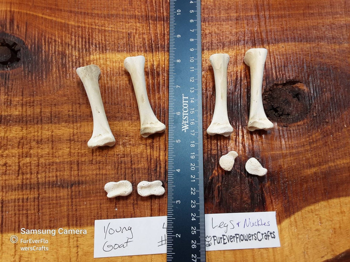 Real Goat Bones/baby Goat Leg Bones/4 Bones | Etsy