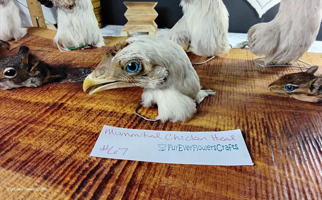 Chicken Head/mummified Chicken Head With Glass Eye's/real/blue Eye's - Etsy
