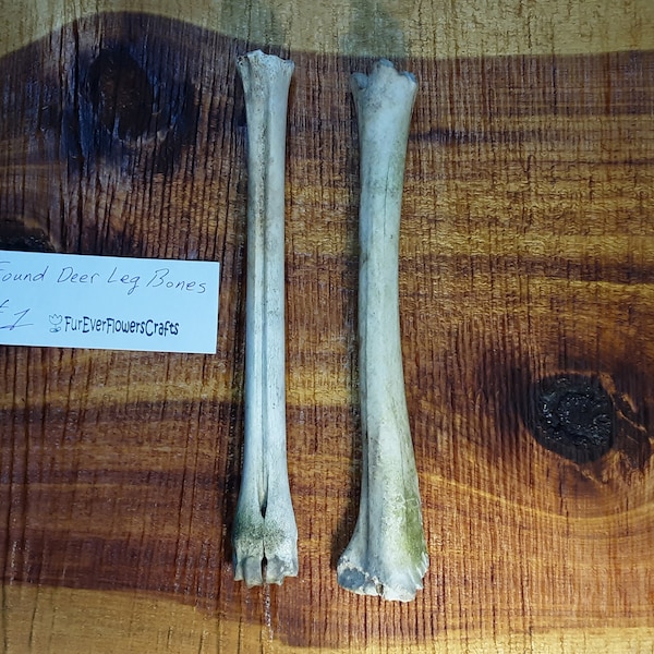 Deer Bone - Etsy