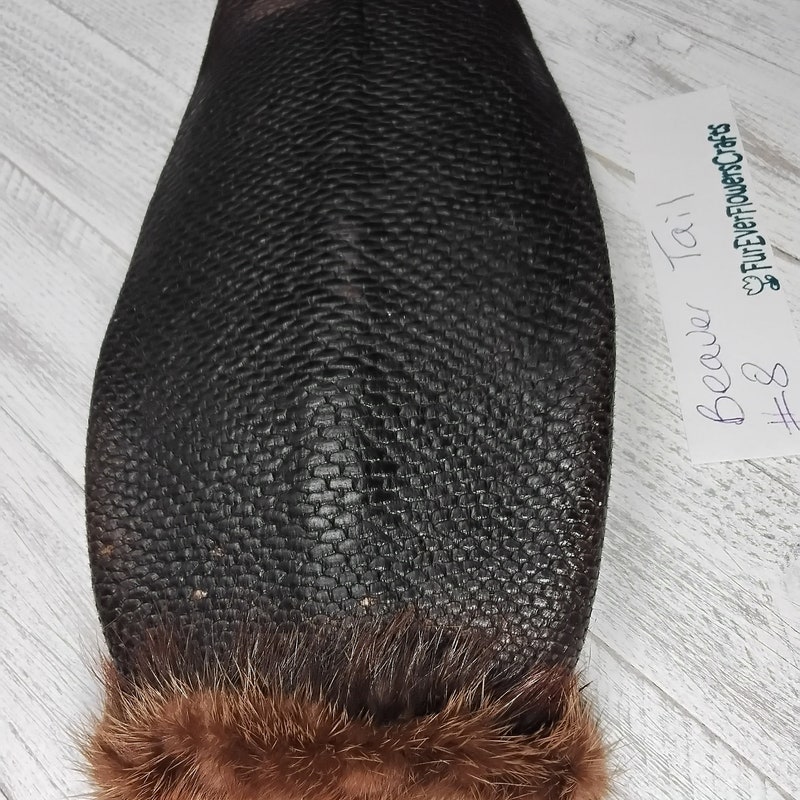 Real Animal Skin - Etsy