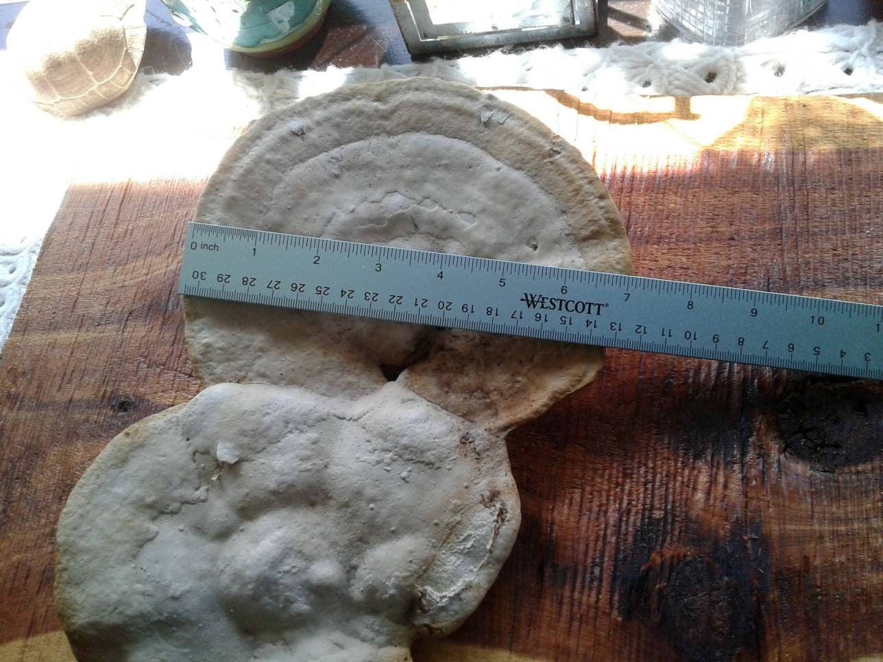 Shelf Mushrooms 1 2 Pollypore Mushroom Sponge Mushrooms Etsy