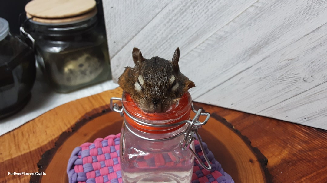 Wet Chipmunk Head/real/wet Specimen/glass Jar/ - Etsy