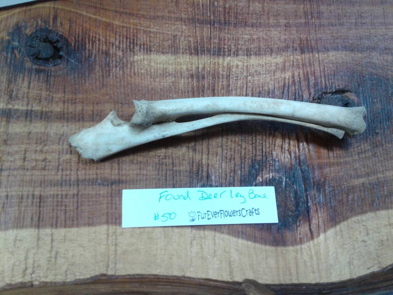 Deer Humerus Bone