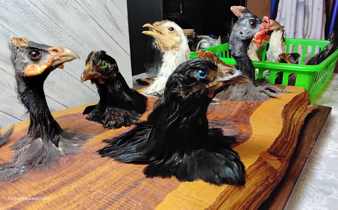 Chicken Head/mummified Chicken Head With Glass Eye's/real - Etsy