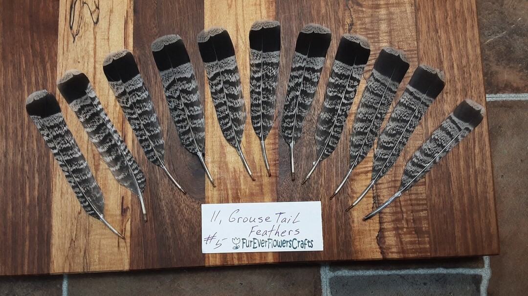 Grouse Tail Feathers/11 Pack/tail Section/craft Feathers - Etsy