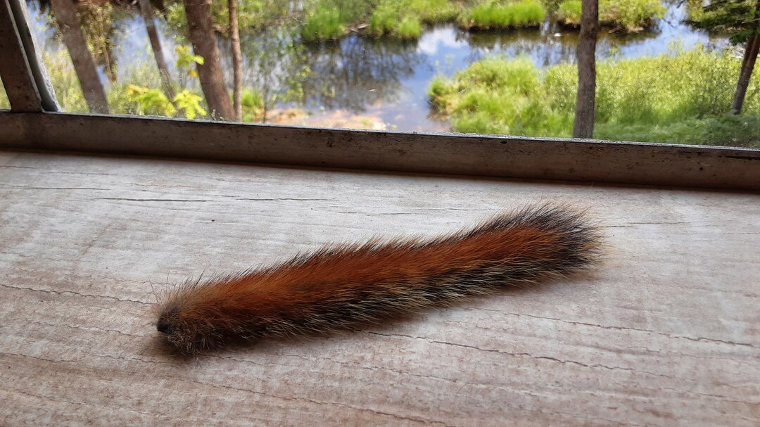Squirrel Tail/dried and Preserved/northern Red Squirrel/tail Pelts/fly ...