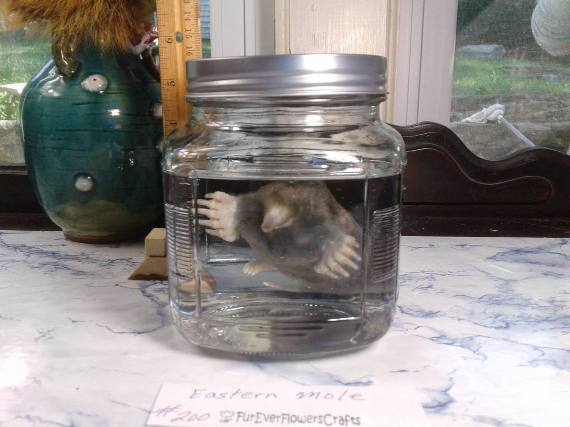 Wet Eastern Mole/wet Specimen/glass Jar - Etsy