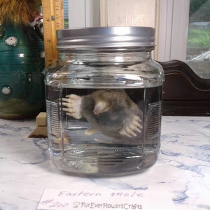 Wet Eastern Mole/wet Specimen/glass Jar - Etsy