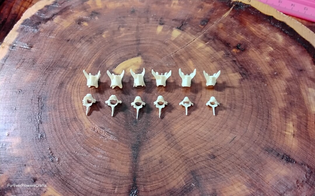 Chipmunk Bones/12 Pack/vertebrae Bones/real Bones/jewelry Supply Bones ...