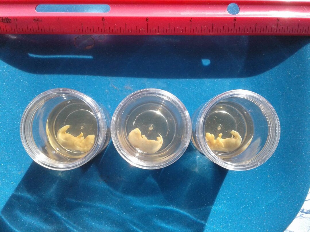 Wet Squirrel Fetus/baby Squirrel/wet Specimen/jar - Etsy