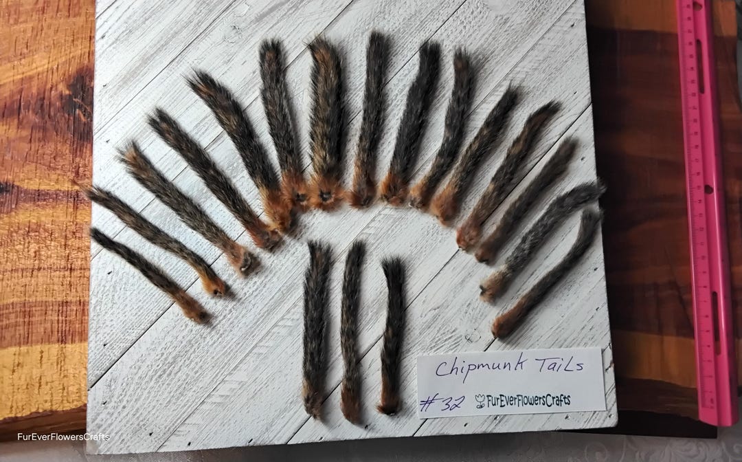 Chipmunk Tails/dryed and Preserved Tails/tail Pelts/fly Tying Fur/fly ...