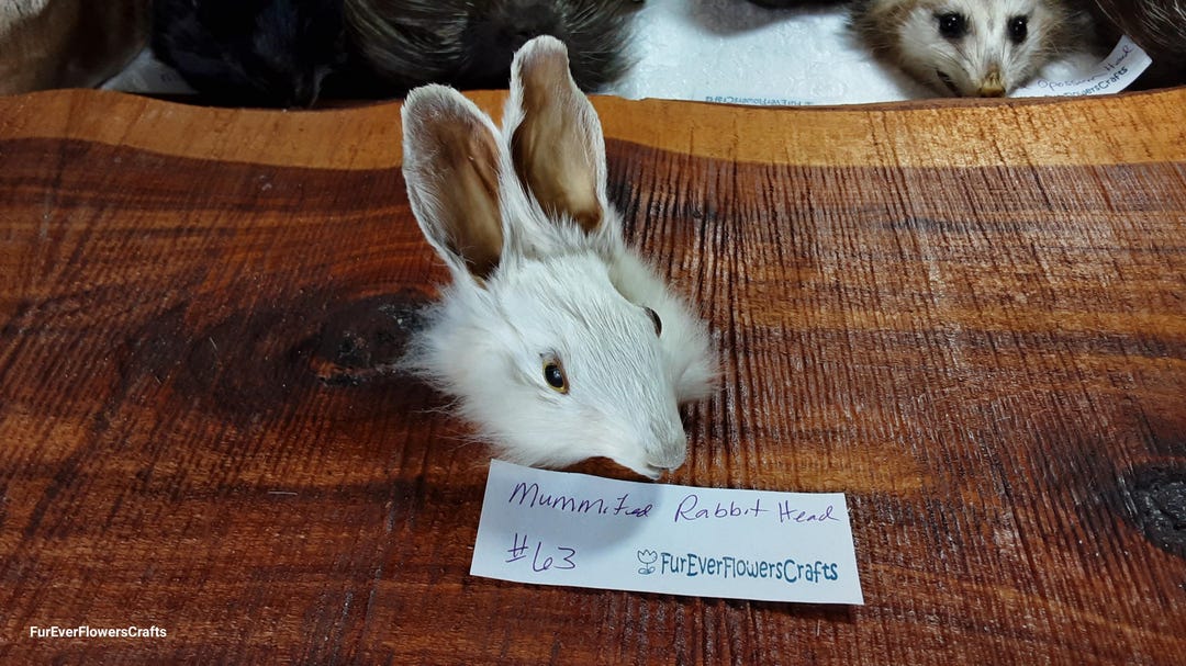 Rabbit Head/mummified Head/glass Eyes - Etsy