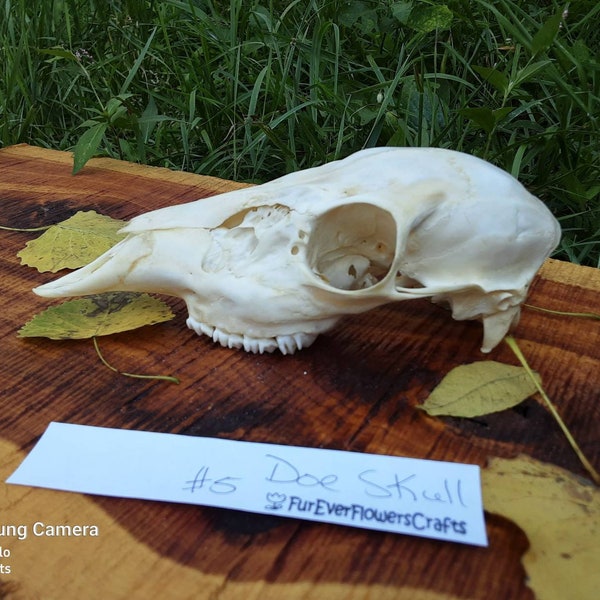 European Mount - Etsy