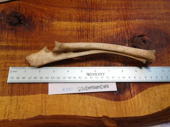 Real Radius Bone