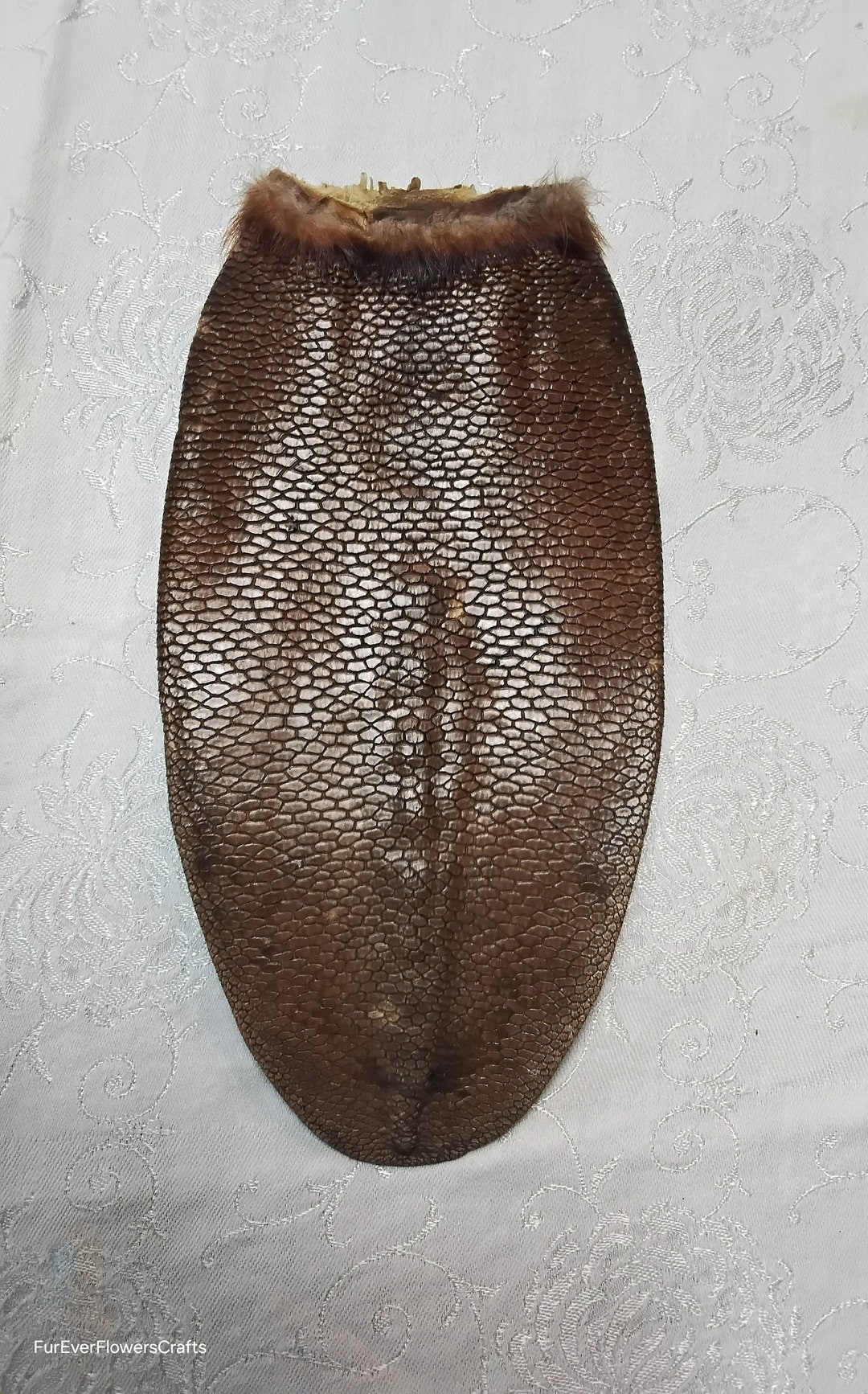 Beaver Tail/x Large/preserved/mummified/real - Etsy