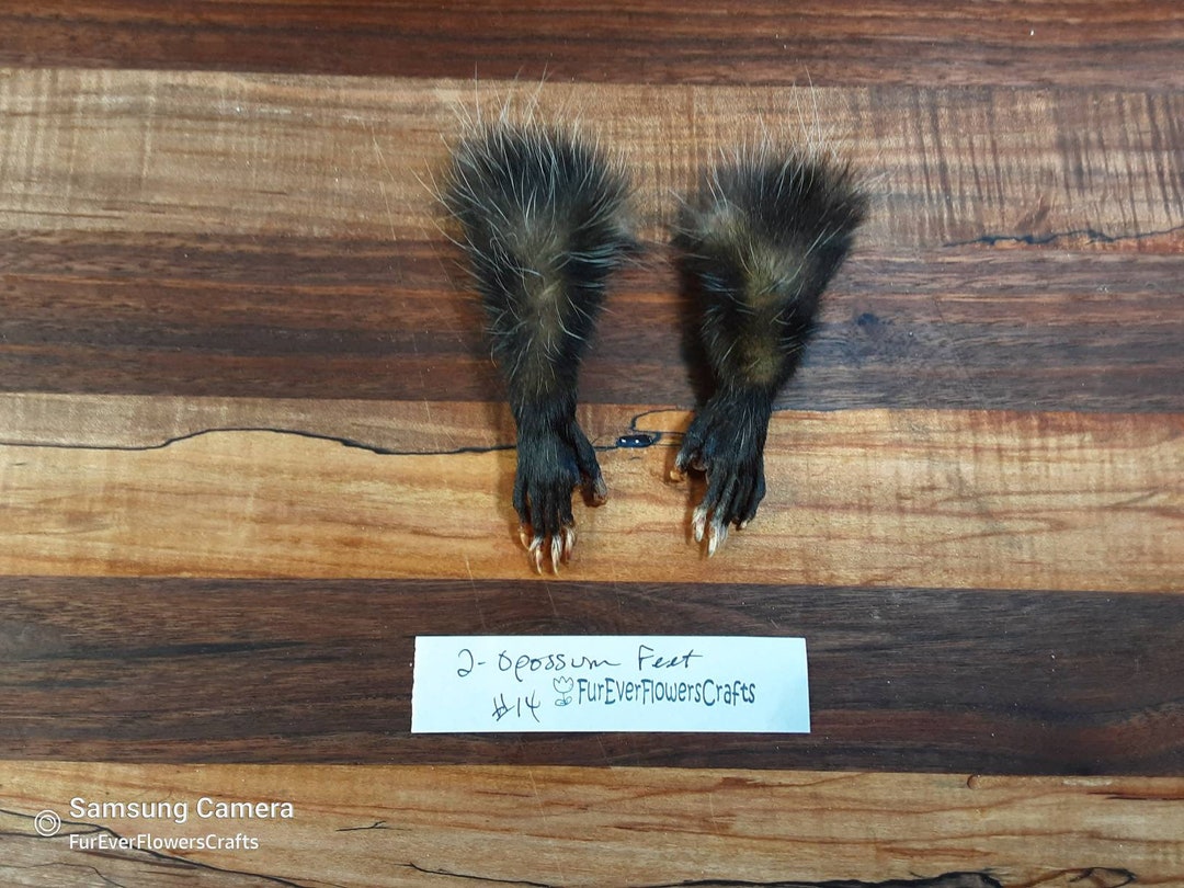 Opossum Feet/2 Back Feet/opossum Paw/real/mummified/foot - Etsy