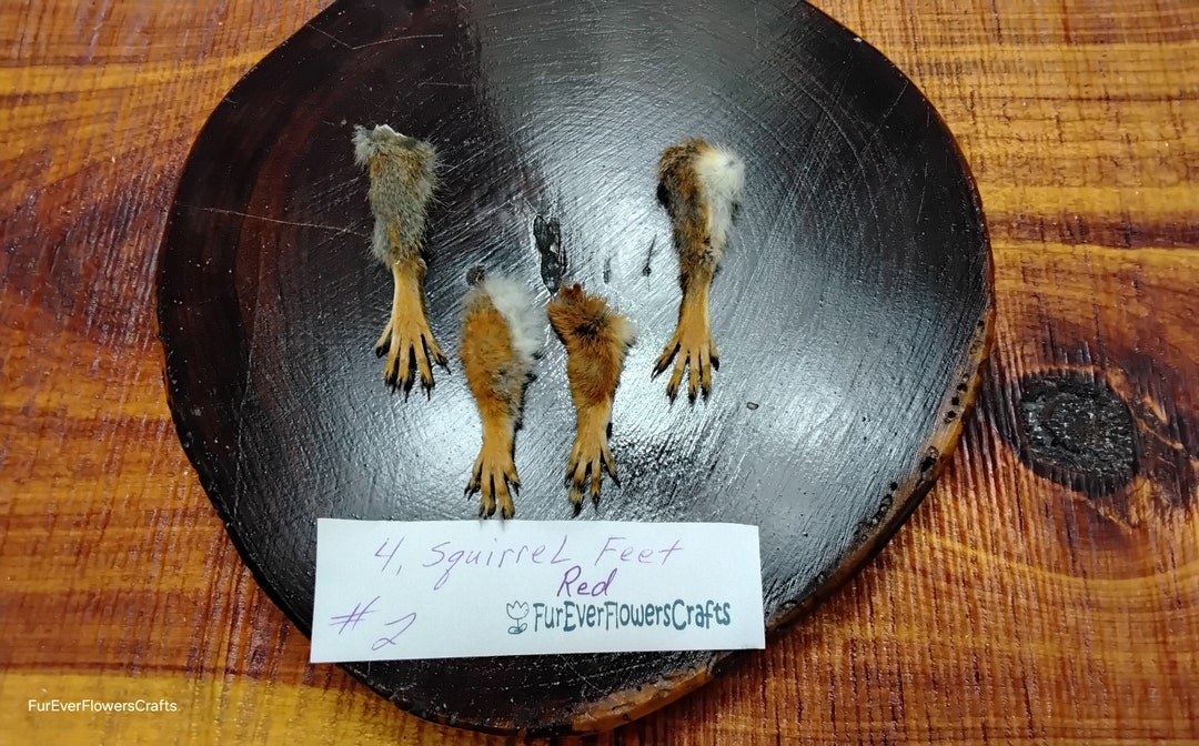 Squirrel Feet/4 Red Squirrel Feet/grey Squirrel/fox Squirrel/claws/real ...