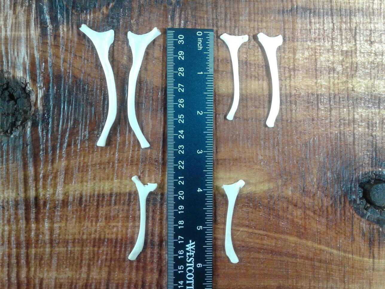 Deer Hyoid Bones/6 Hyoid Bones/Real Bone/Hyoid Bone | Etsy