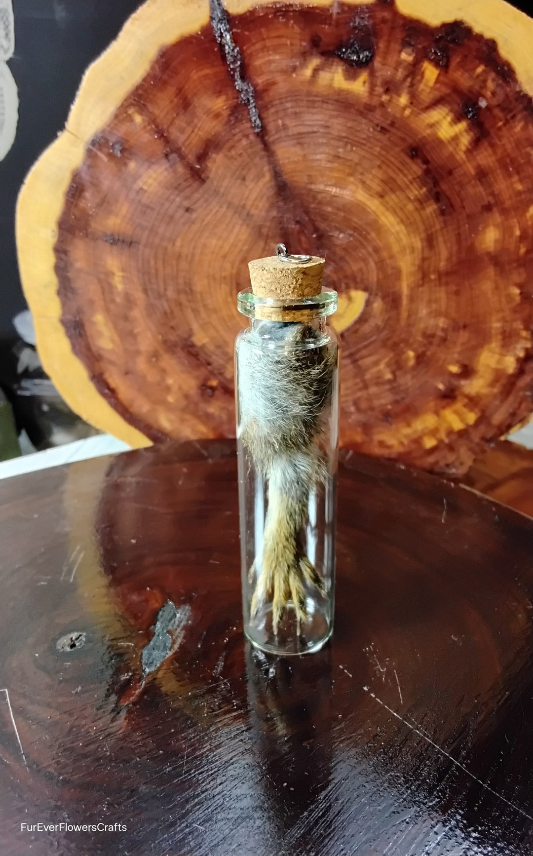 Squirrel Paw in Vial/real/northern Red Squirrel/squirrel Foot/feet - Etsy