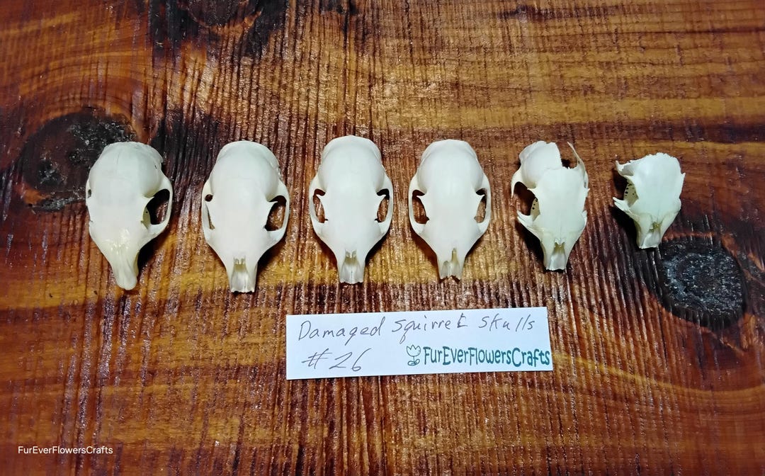 Squirrel Skulls/6 Pack/damaged Gray Squirrel Skulls/animal Skull/real ...