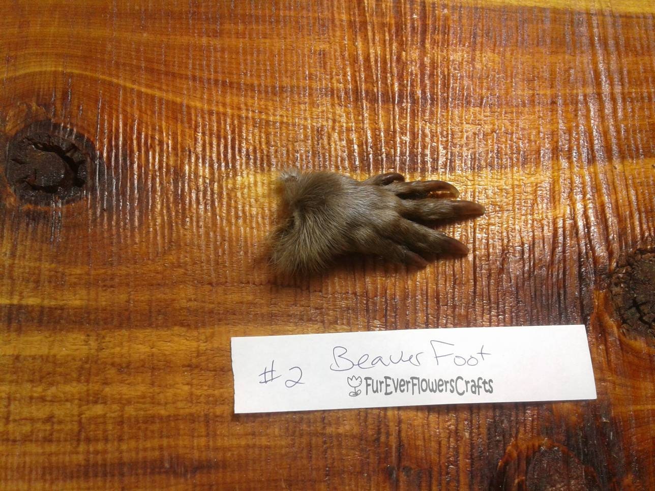 Beaver Foot/1 Beaver Foot/Beaver Claws/Front Foot/Feet/Beaver | Etsy