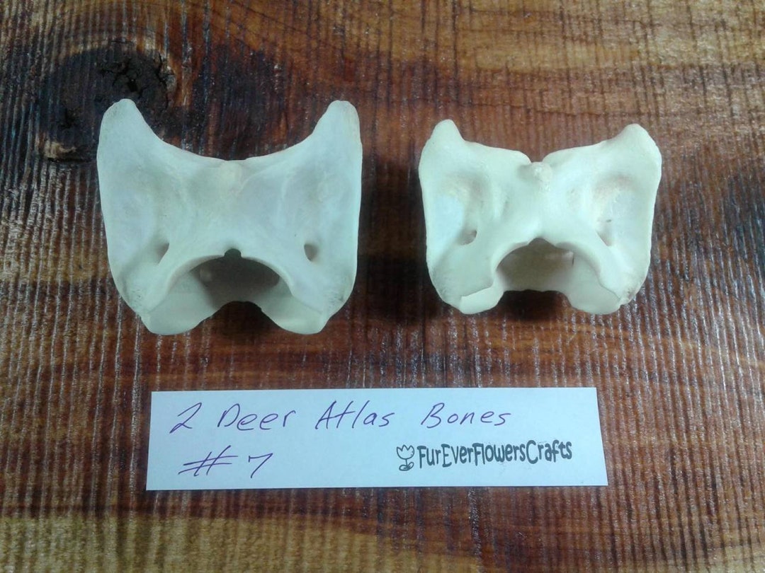 Deer Atlas Bone/2 Atlas Bone/real Bone - Etsy