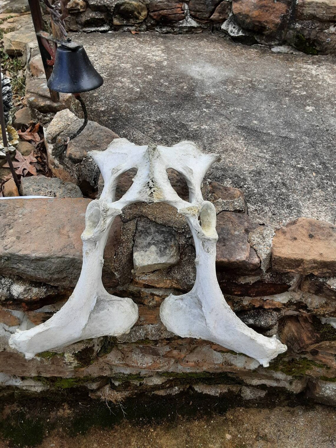 Cow Bone/Cow Pelvic/Bull/Pelvis Bone/Found/Real Bone/Pelvis | Etsy