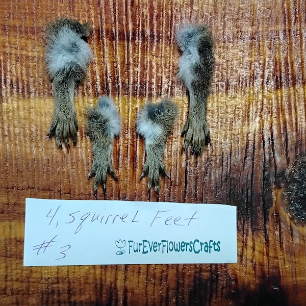 Squirrel Feet - Etsy