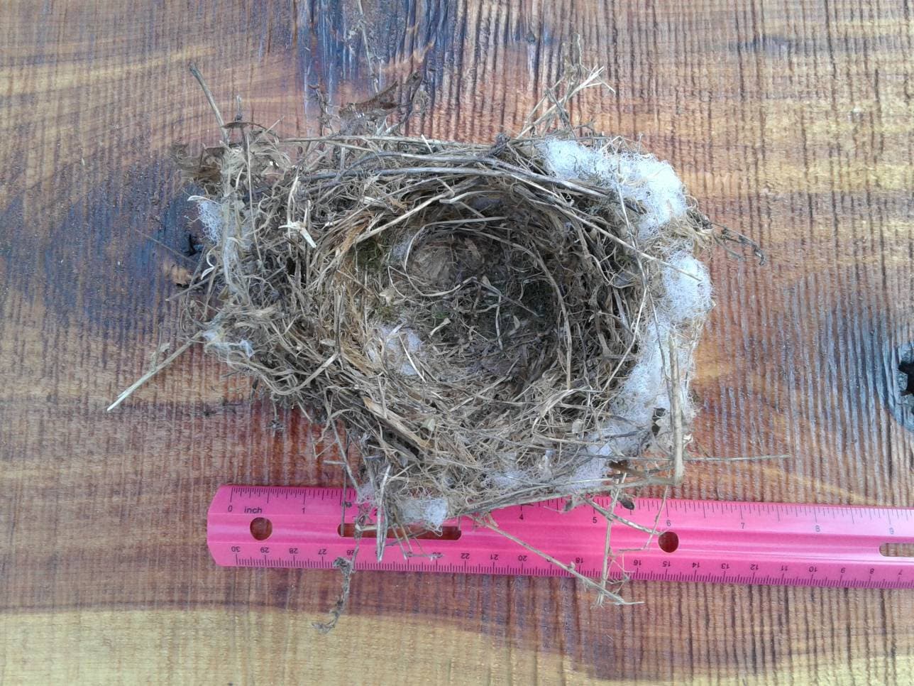 Bird Nest/Real Nest/Real Birds Nest | Etsy