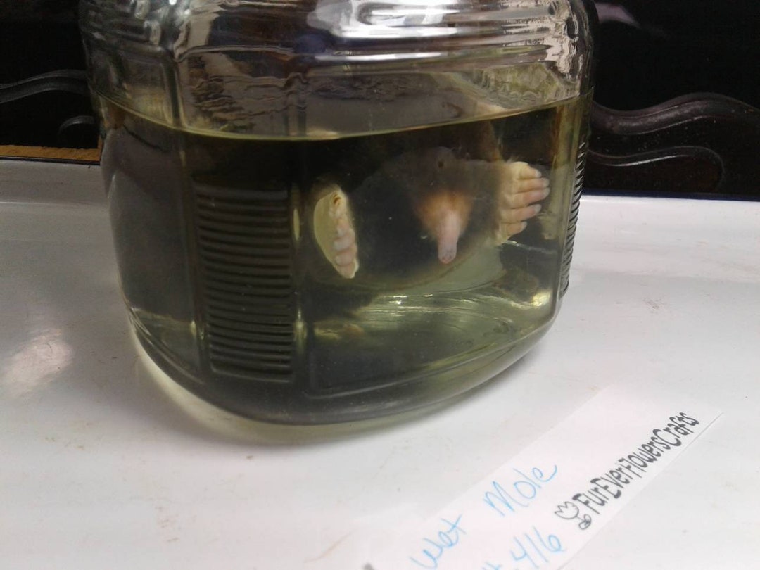 Wet Eastern Mole/wet Specimen/glass Jar - Etsy
