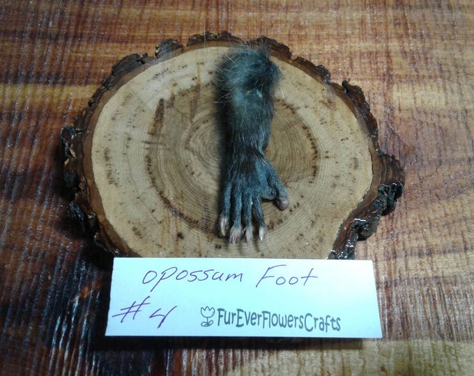 Opossum Foot/1 Foot/opossum Claws/feet/real - Etsy