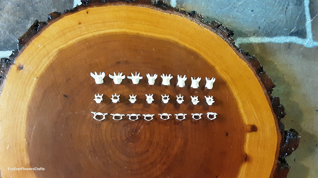 Chipmunk Bones/24 Pack/vertebrae Bones/real Bones/jewelry Supply Bones ...
