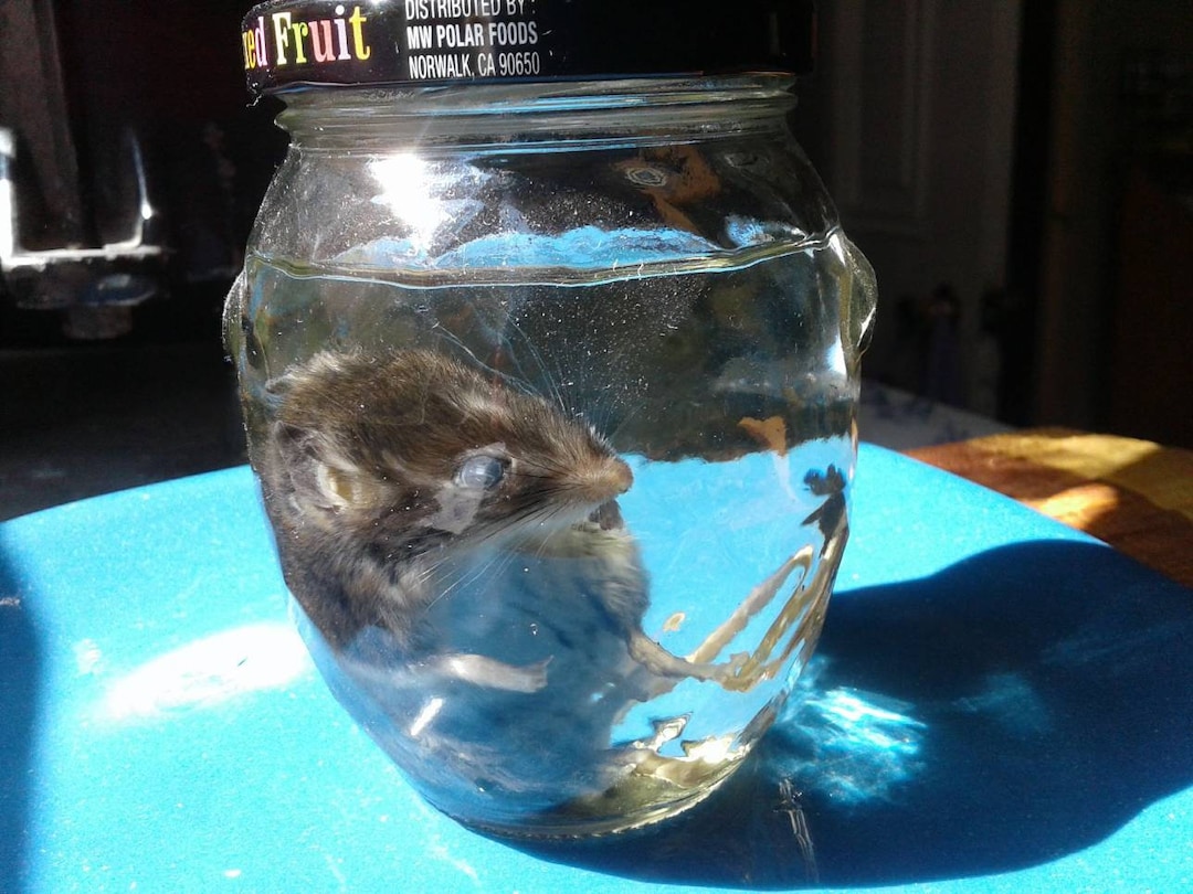 Wet Mouse/wild Field Mouse/wet Specimen/glass Jar/real - Etsy