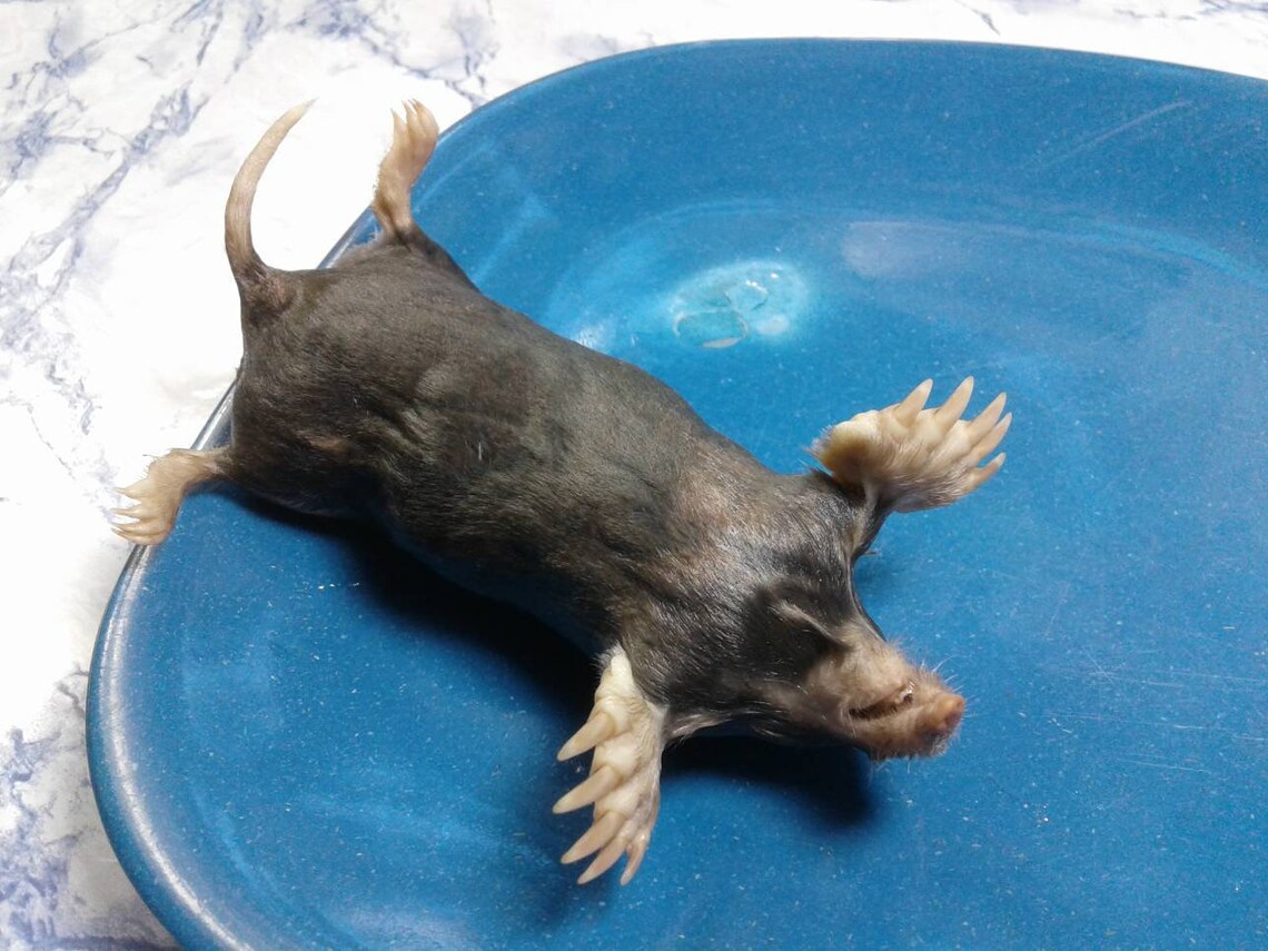 Wet Eastern Mole/wet Specimen/glass Jar - Etsy