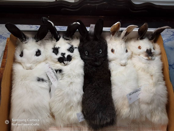 Home Décor Furry Rabbit face pelt Taxidermy & Curiosities Home & Living ...