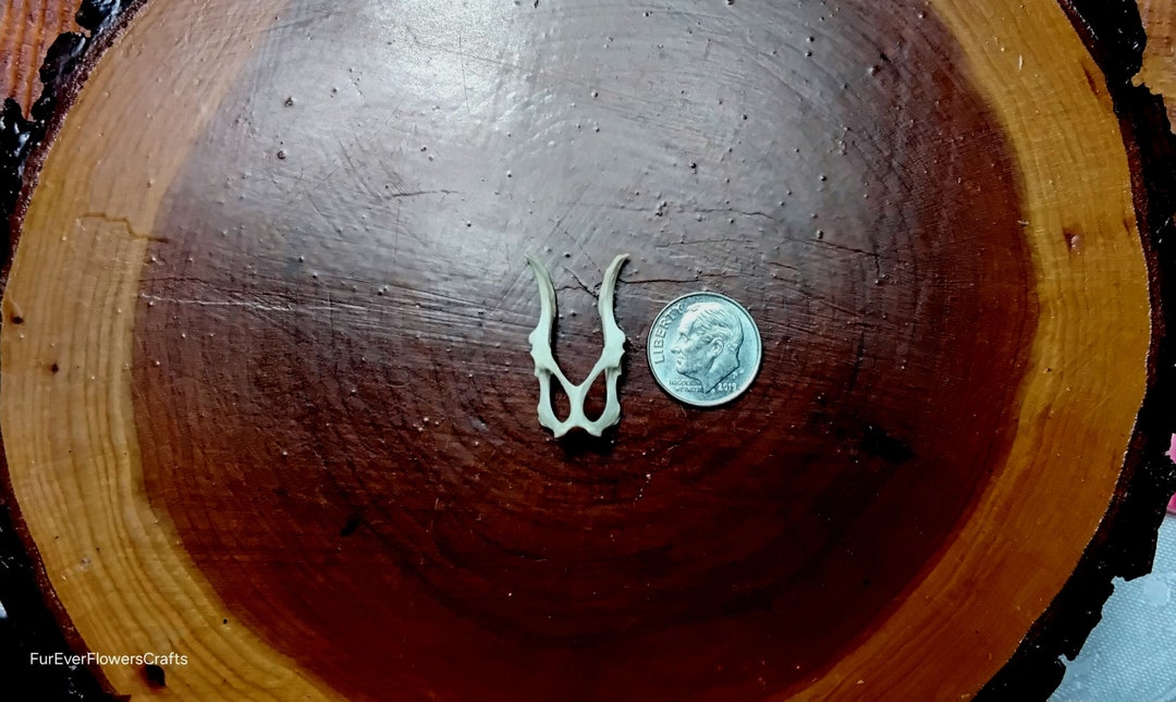 Chipmunk Bones/pelvis Bone/real Bones/jewelry Supply Bones - Etsy