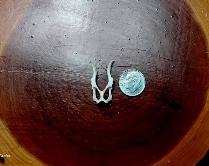 Chipmunk Bones/pelvis Bone/real Bones/jewelry Supply Bones - Etsy