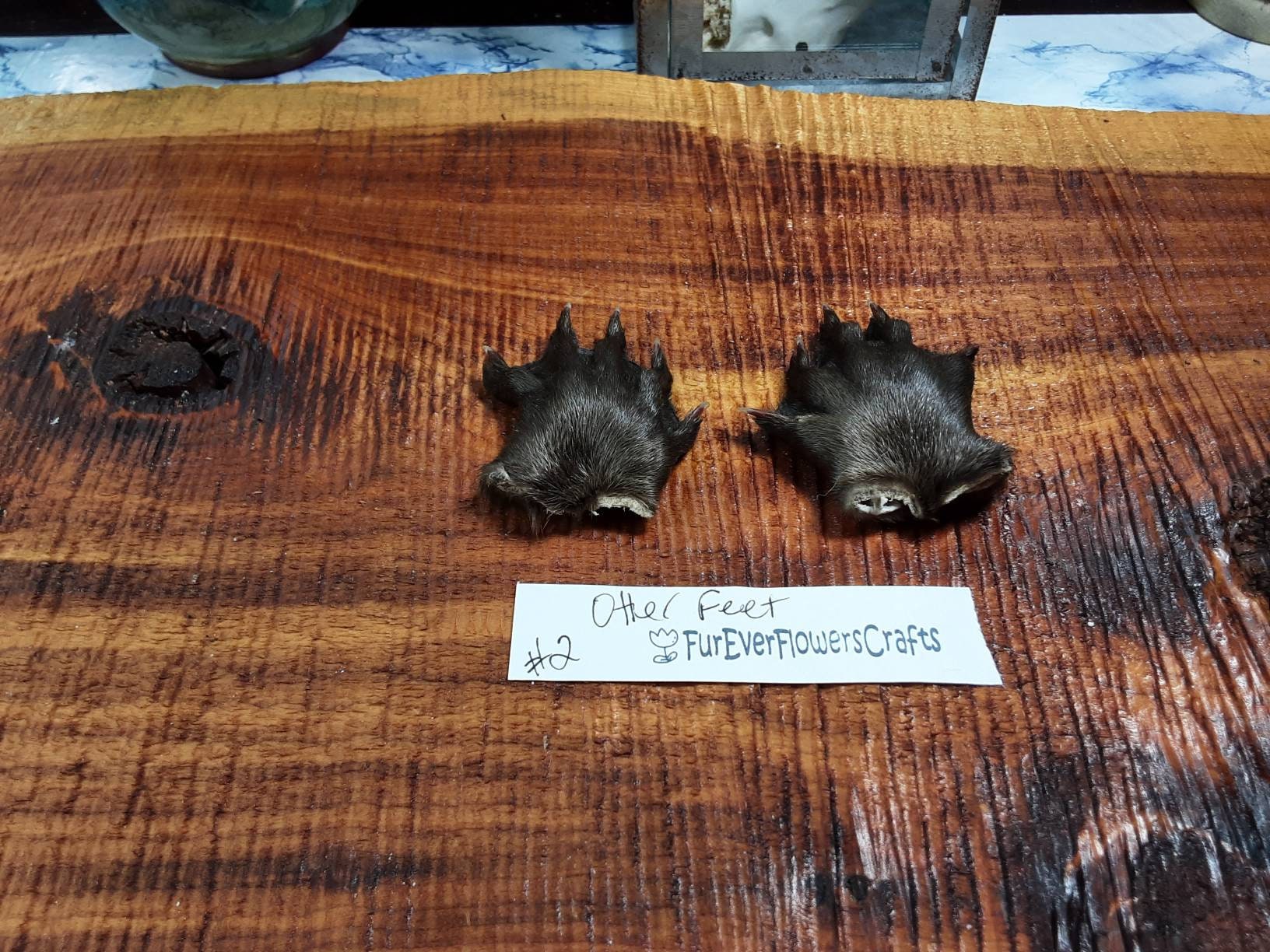 Otter Feet/2 Feet/Animal Feet/River Otter Parts/Foot | Etsy