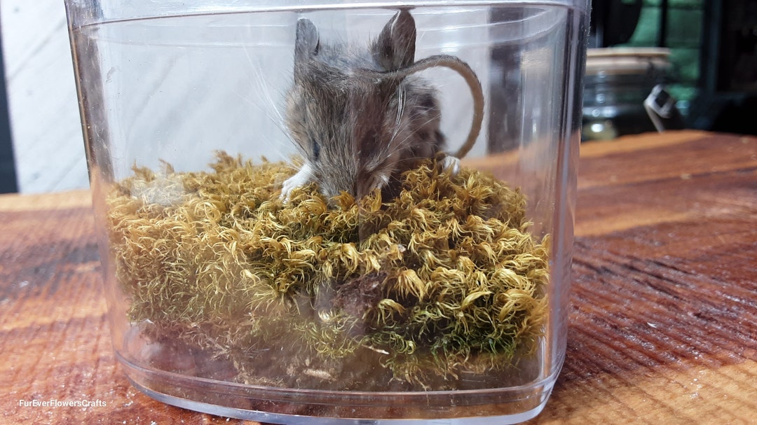Mouse/field Mouse/real/curio/mummified - Etsy